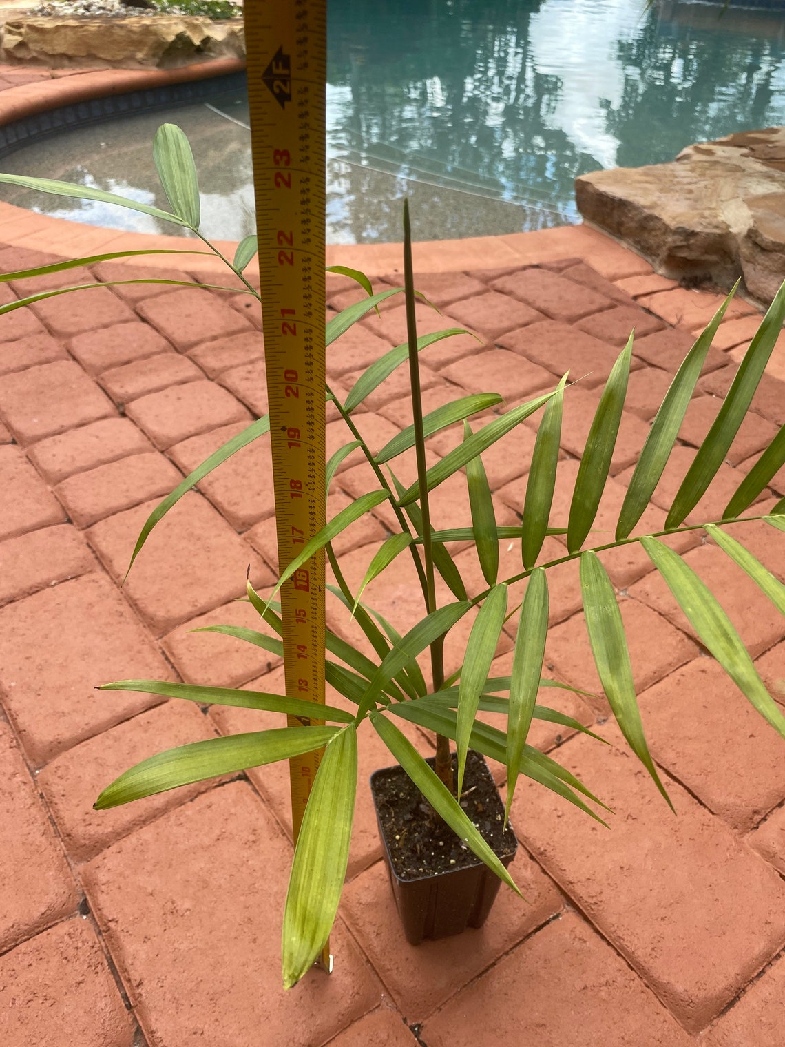 Chamaedorea Seifrizii Palm Bamboo Indoor or Outdoor Plant | Etsy