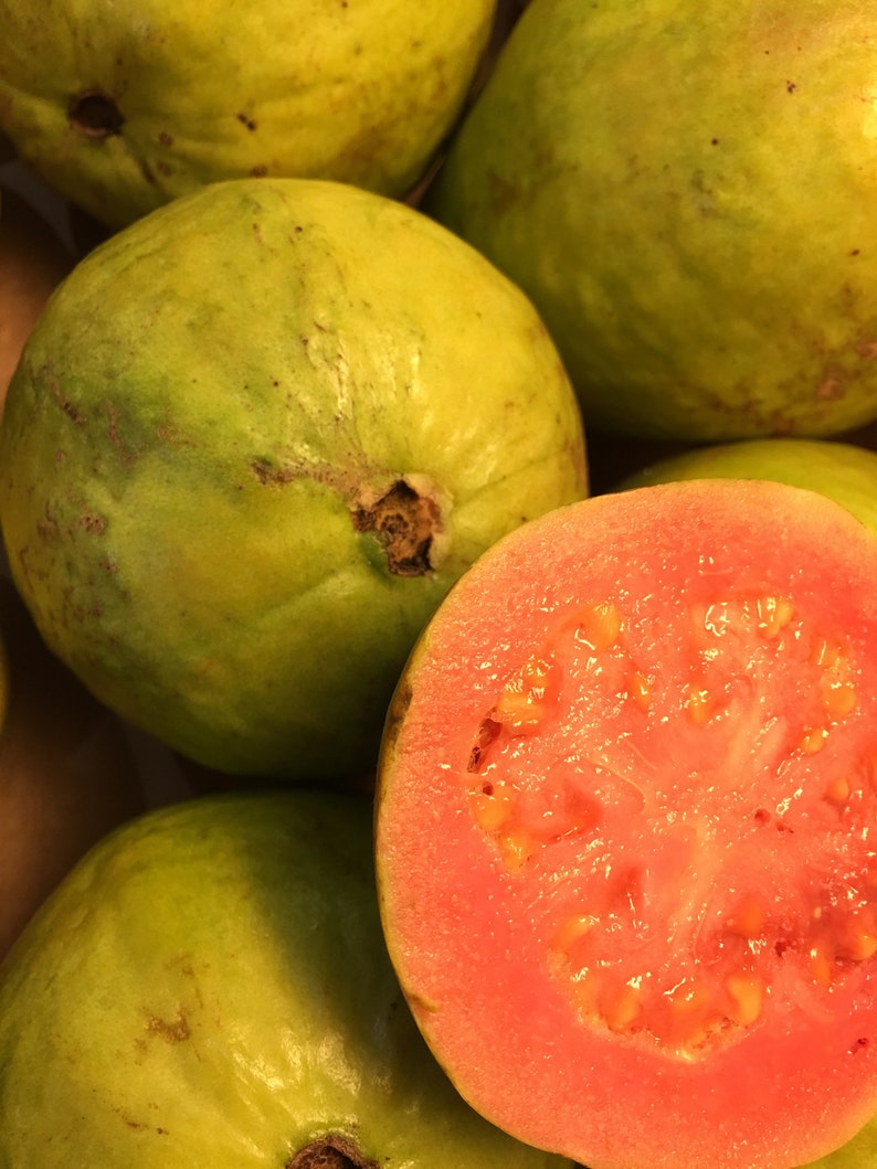 Red Guava, Psidium, Guajava, Guayaba 150 Seeds Organic Tropical From ...