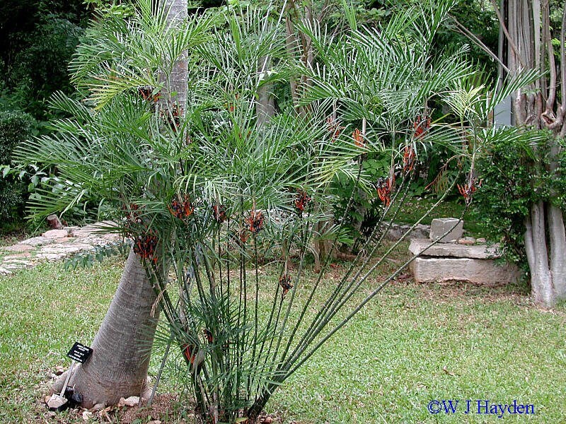 Palm Bamboo 50 Seeds Chamaedore Seifrizii Indoor Outdoor Exotic Plant ...
