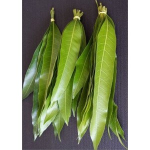 Mango Leaves Fresh Cut Organic Hand Select Pick up Free Shipping USA ...