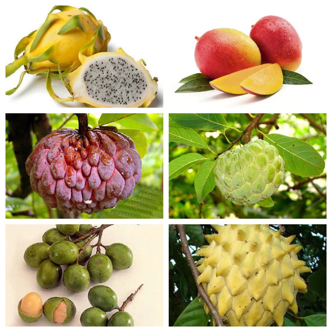 Exotic Tropical Fruits Seeds Mix 5 Each Variety USA SELLER . | Etsy