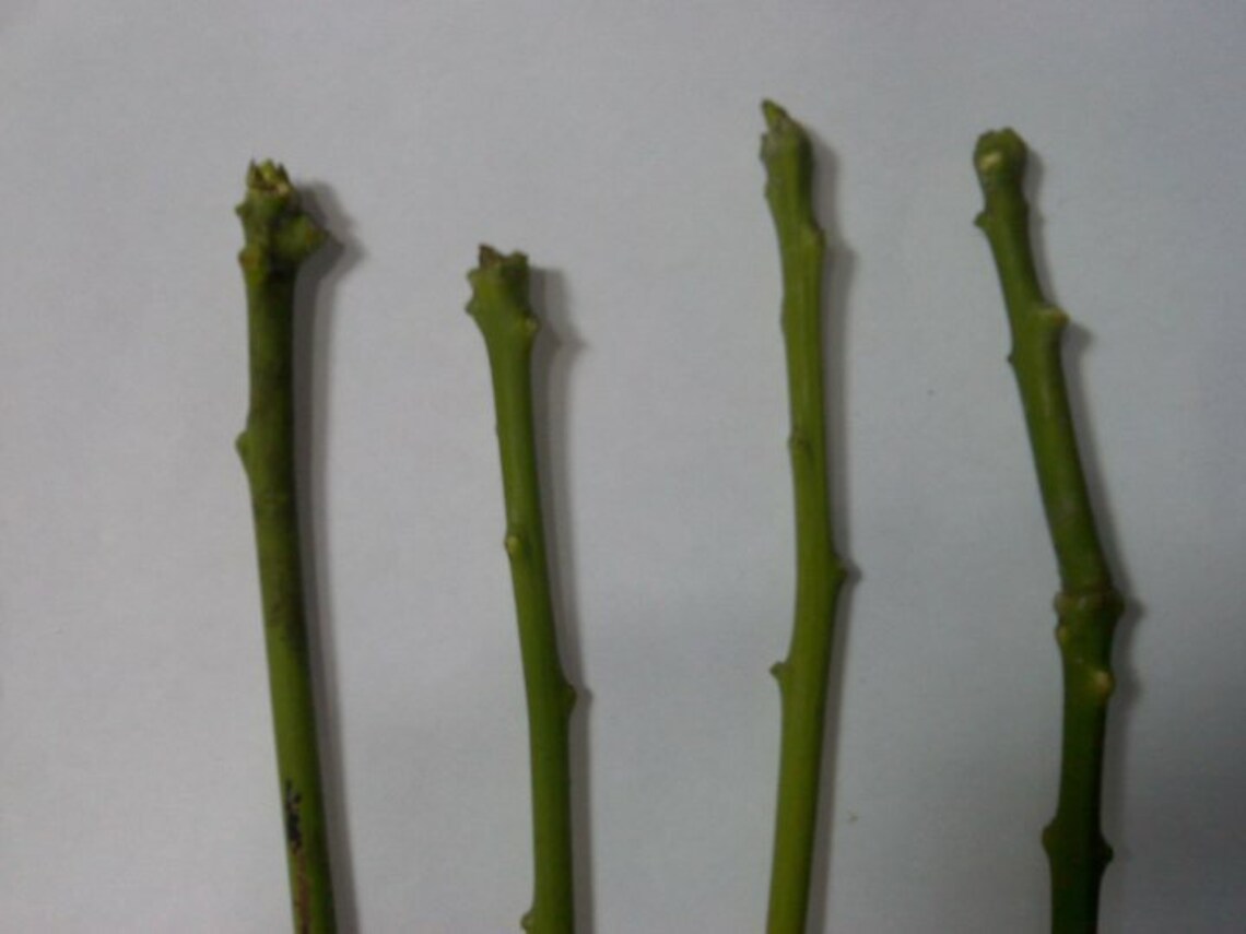 Avocado Tree Cuttings 5 Scions Fresh Cut and Organic 15 Long - Etsy