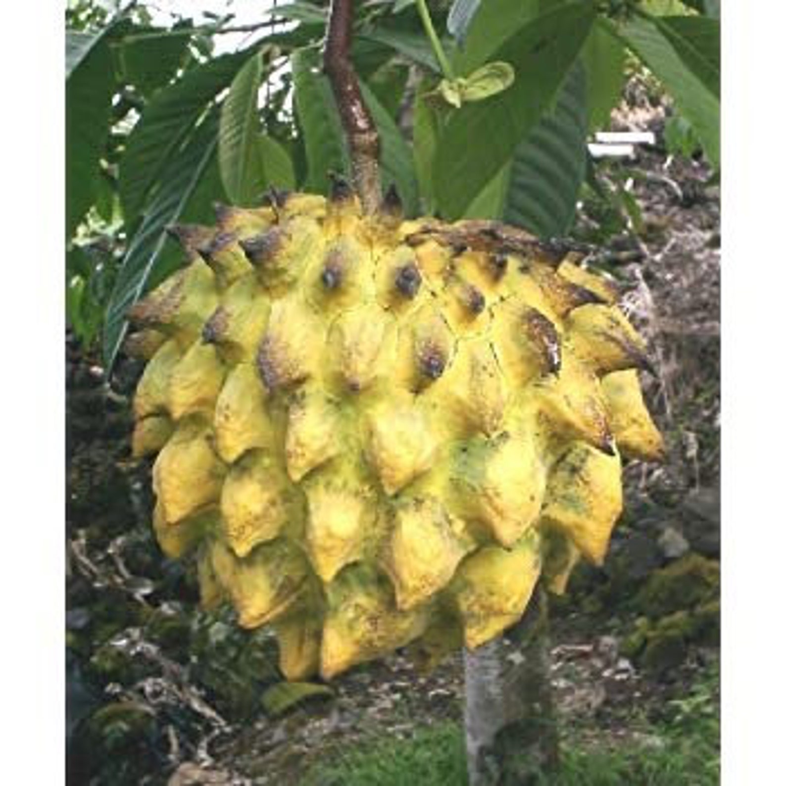 Exotic Tropical Fruits Seeds Mix 5 Each Variety USA SELLER . - Etsy