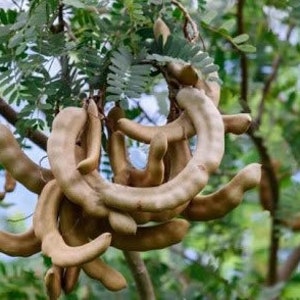 Tamarind Sour ( Tamarindus Indica ) Organic Seeds - Etsy