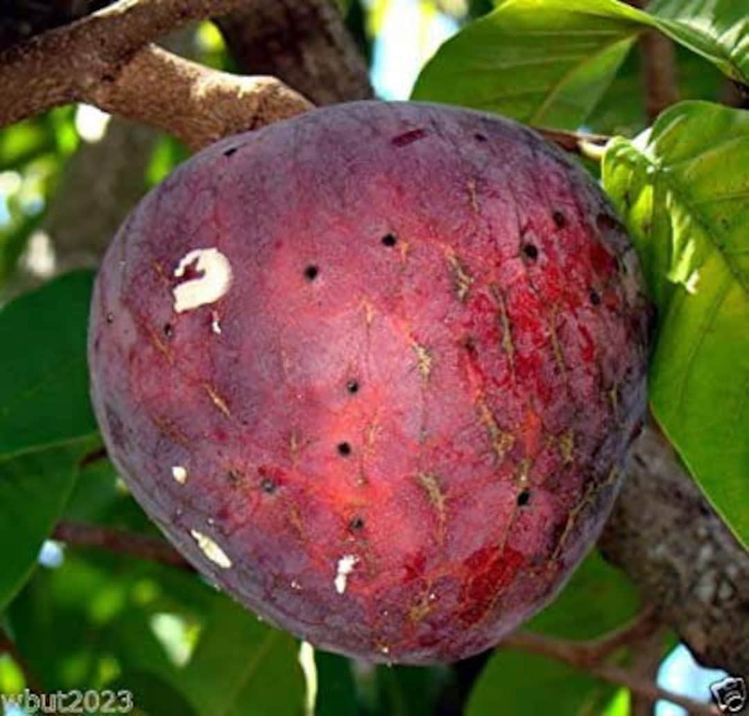 Annona Reticulata Seeds - (red Custard Apple Seeds) Chirimoya Cubana - Etsy