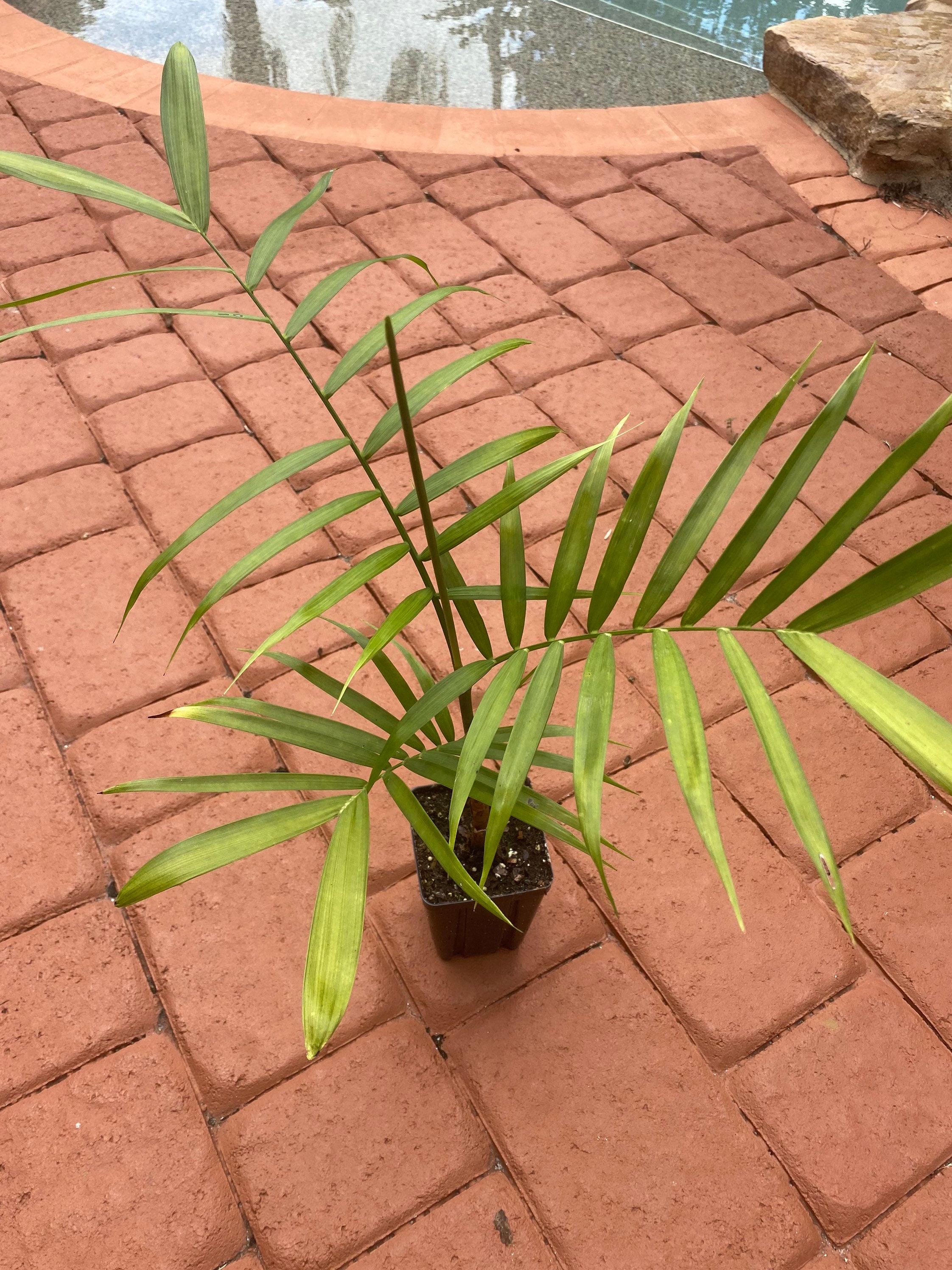 Chamaedorea Seifrizii Palm Bamboo Indoor or Outdoor Plant | Etsy