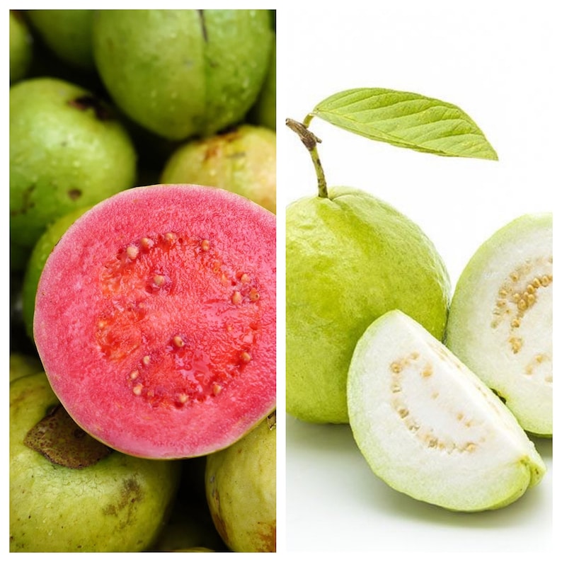 Red Guava and White Guava 100 Seeds Each Variety Fresh Seeds Organic ...