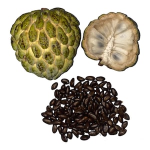 Sugar Apple 100 Seeds - Etsy