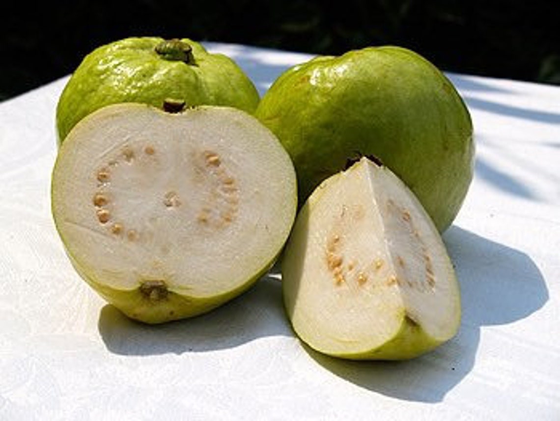 Giant White Guava Seeds 100 Seeds Organic USA SELLER - Etsy