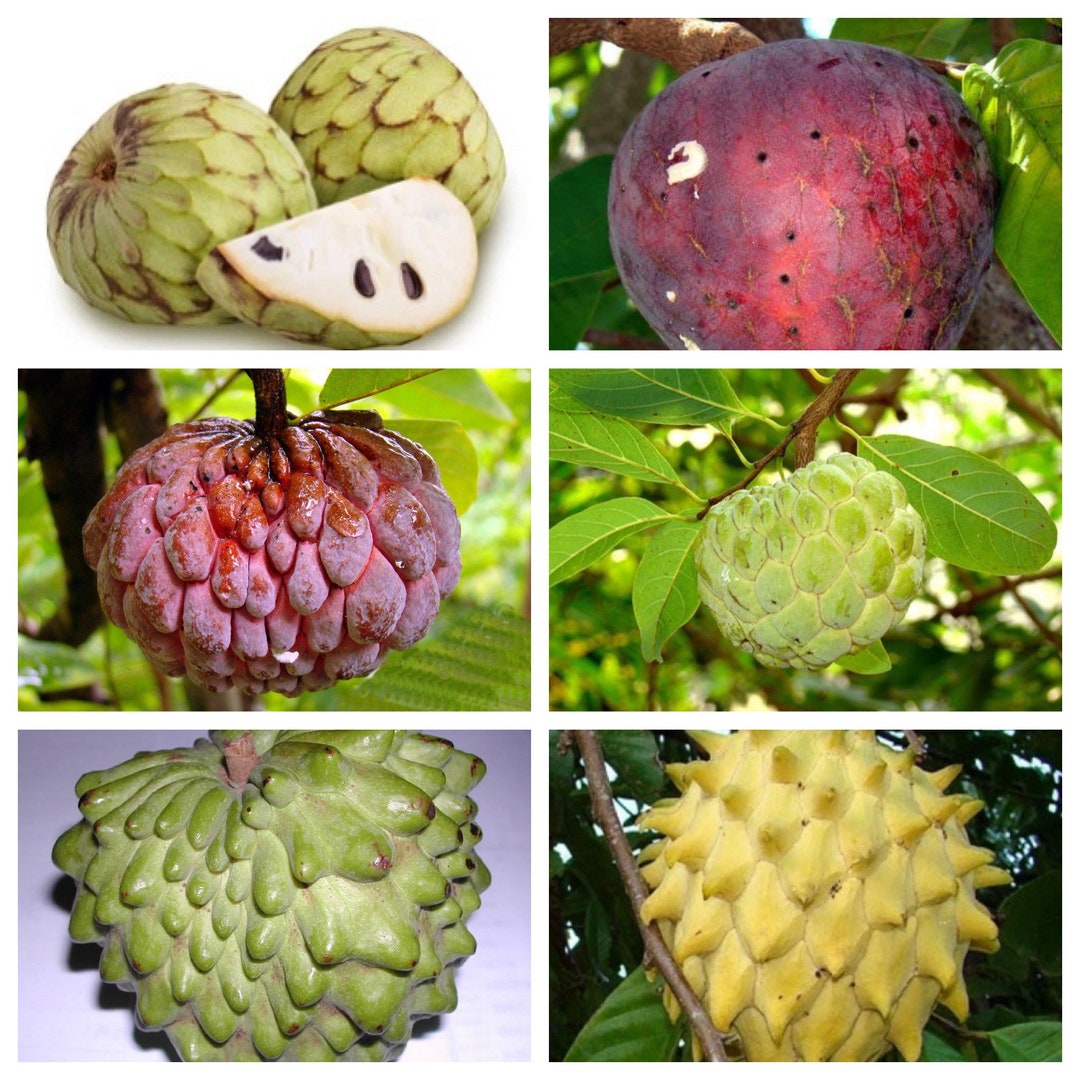 Exotic Tropical Fruits Seeds Mix 5 Each Variety USA SELLER . - Etsy