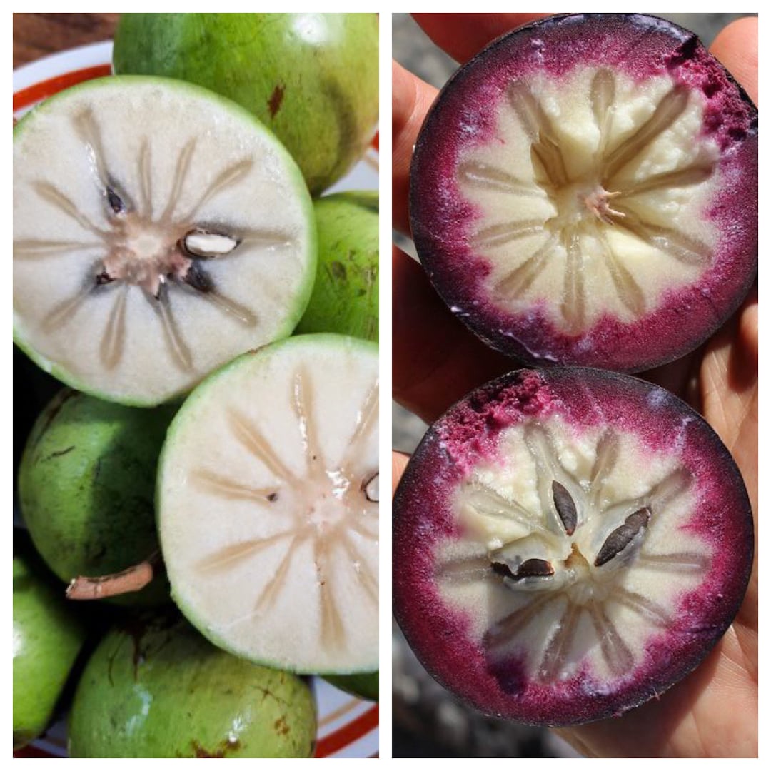 Purple Star Apple Seeds / Green Star Apple Seeds 5 Each Varieties ...
