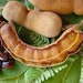 Tamarind Sour Tamarindus Indica Organic Seeds - Etsy