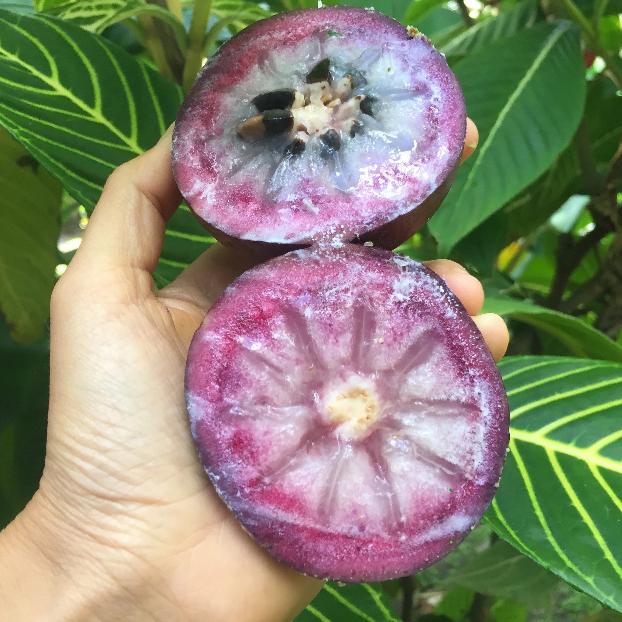 Caimito Purple Star Apple 5 Fresh Seeds Chrysophyllum | Etsy