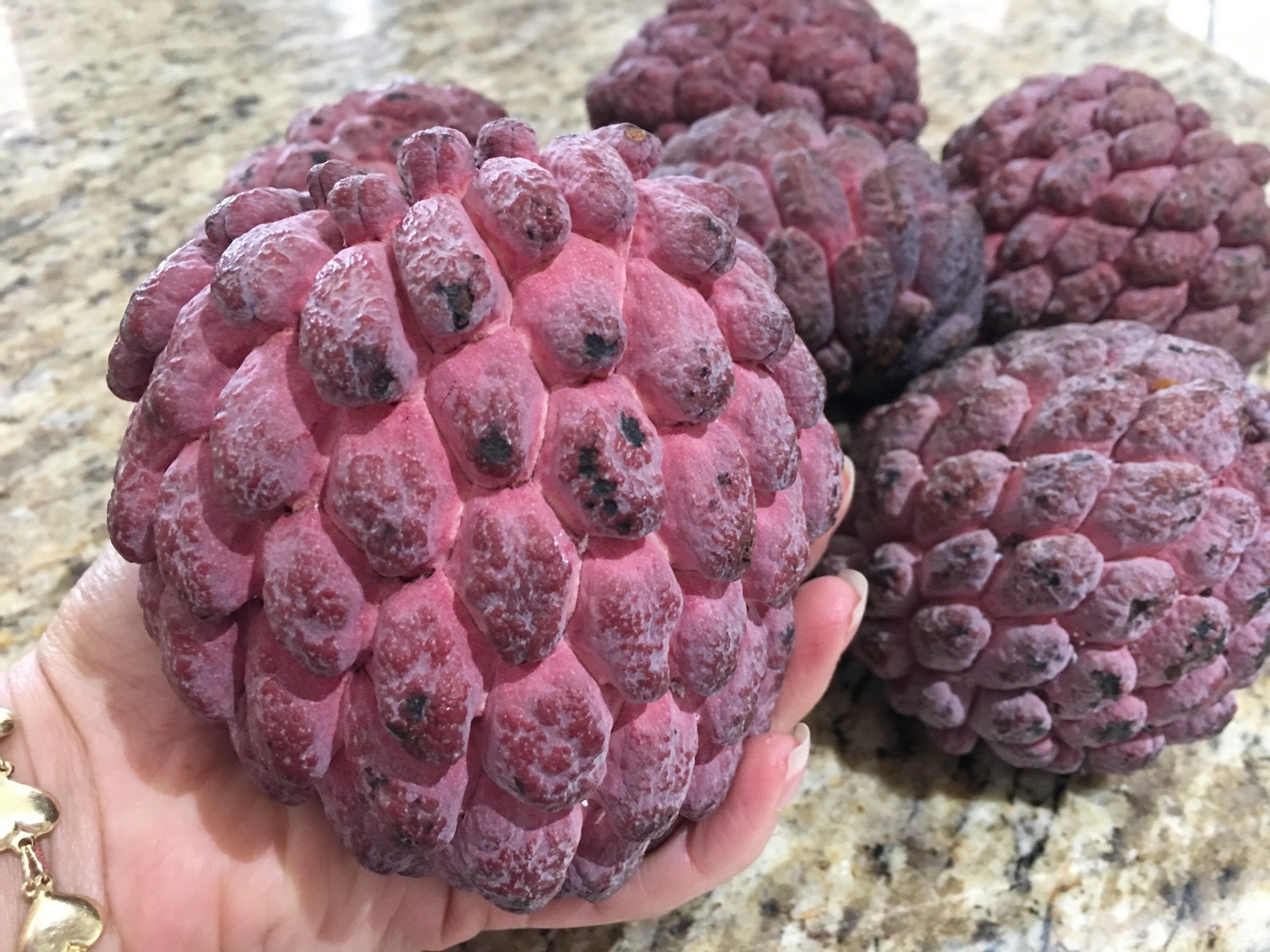 Annona Squamosa purple Purple Sugar Apple Seeds Red Anon - Etsy