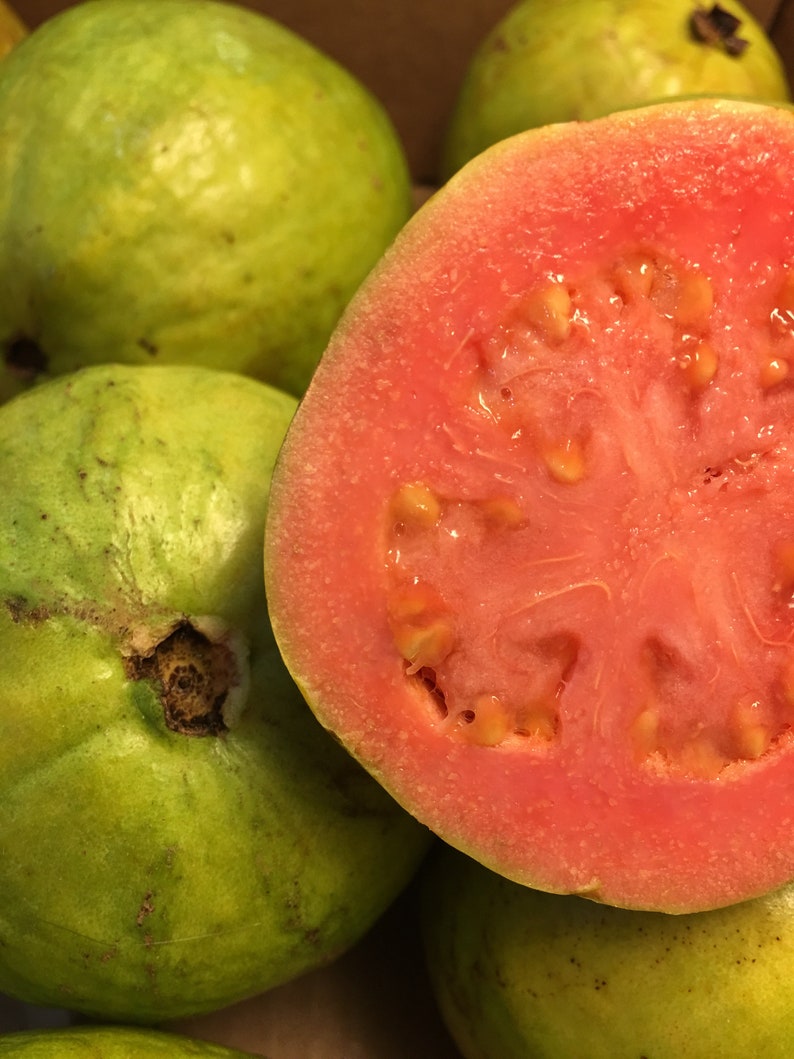 Red Guava, Psidium, Guajava, Guayaba 150 Seeds Organic Tropical From ...