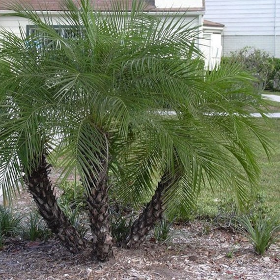 Enfermedades De La Palmera Datilera Pigmea Phoenix Roebelenii SEEDLING
