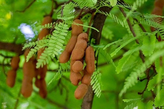 Tamarind Sour Tamarindus Indica organic Seeds | Etsy