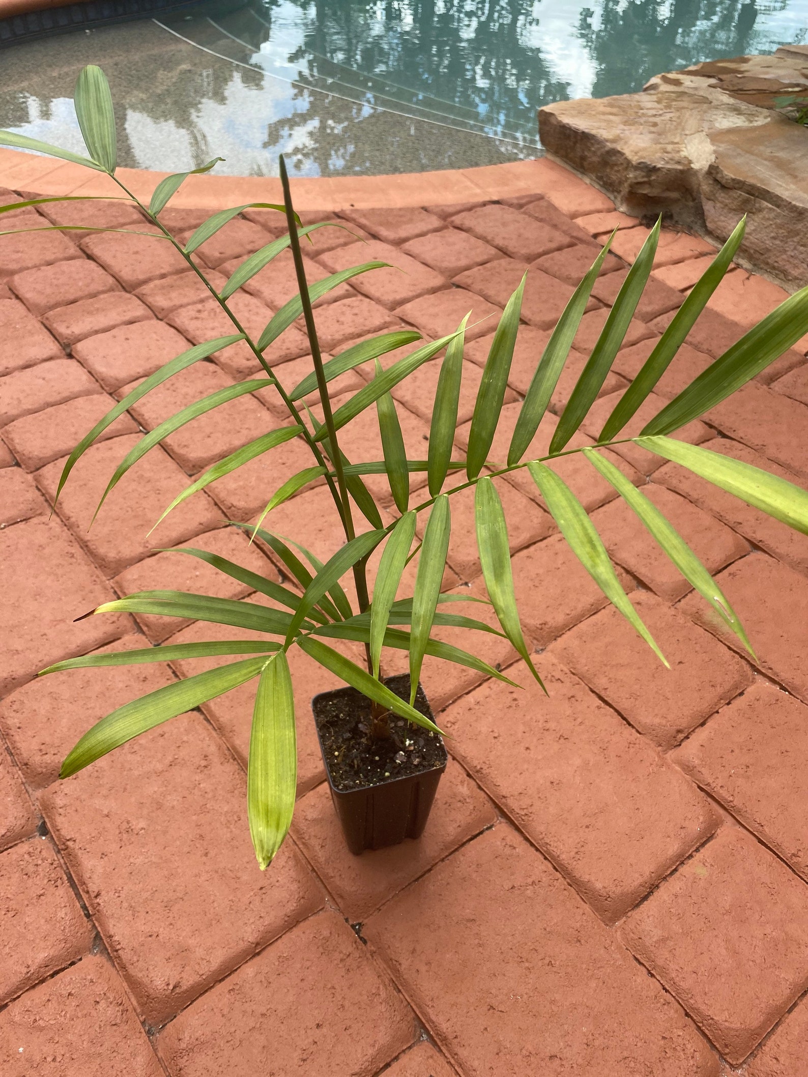 Chamaedorea Seifrizii Palm Bamboo Indoor or Outdoor Plant 2feet - Etsy