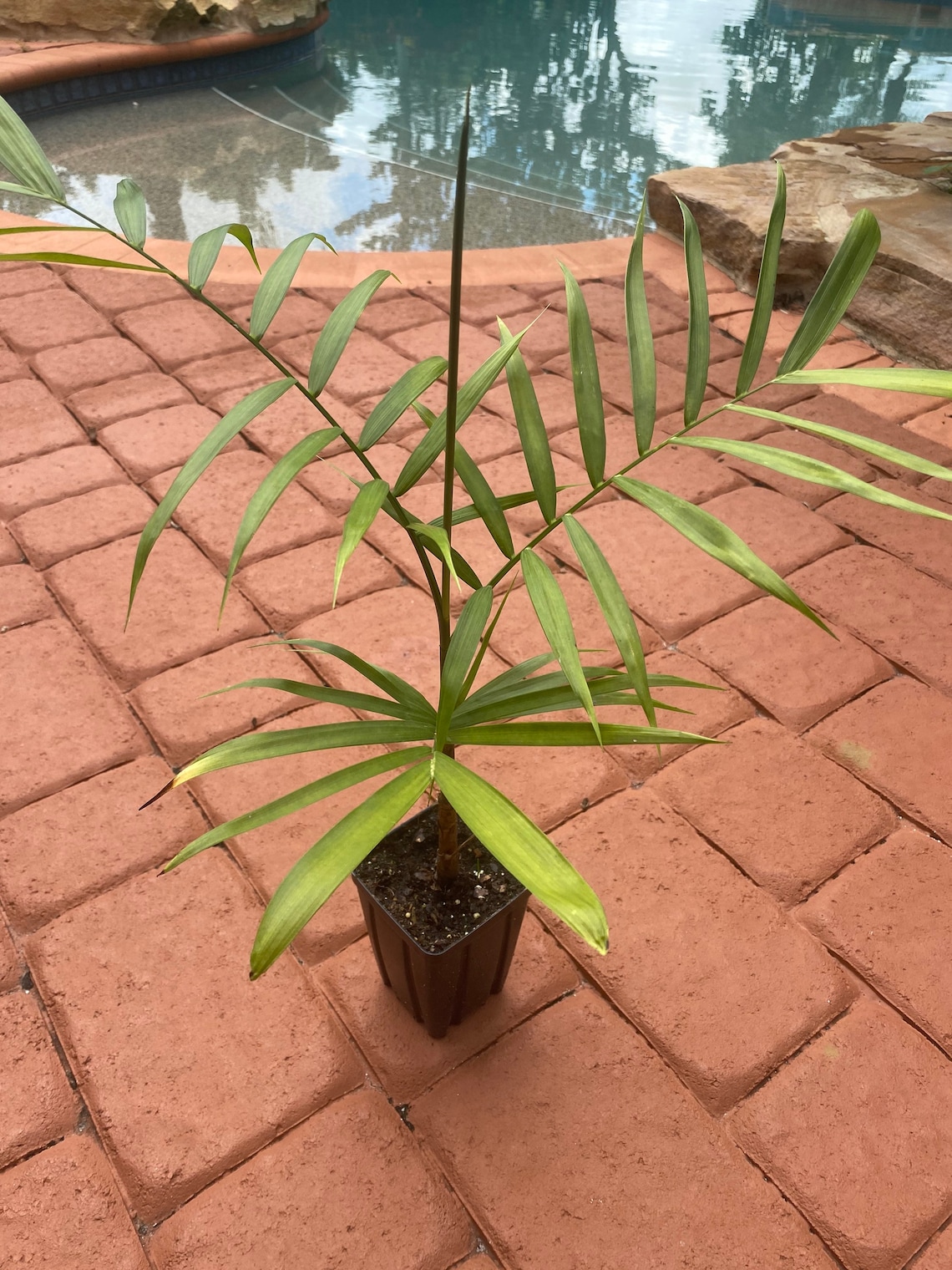 Chamaedorea Seifrizii Palm Bamboo Indoor or Outdoor Plant - Etsy