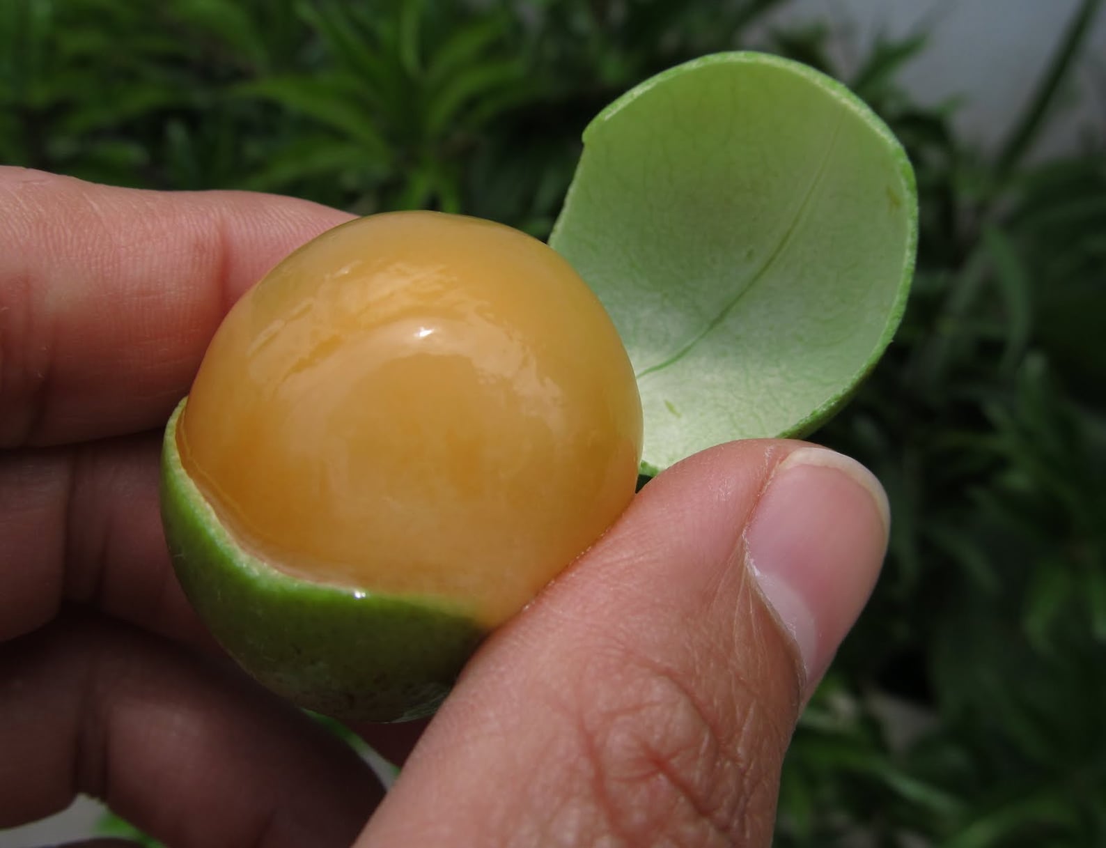 Spanish Lime SEEDS Guinep Melicoccus Bijugatus Mamoncillo - Etsy