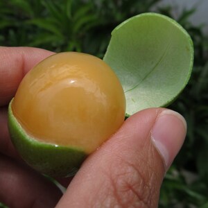 Spanish Lime SEEDS Guinep Melicoccus Bijugatus Mamoncillo Quenepa Fresh ...