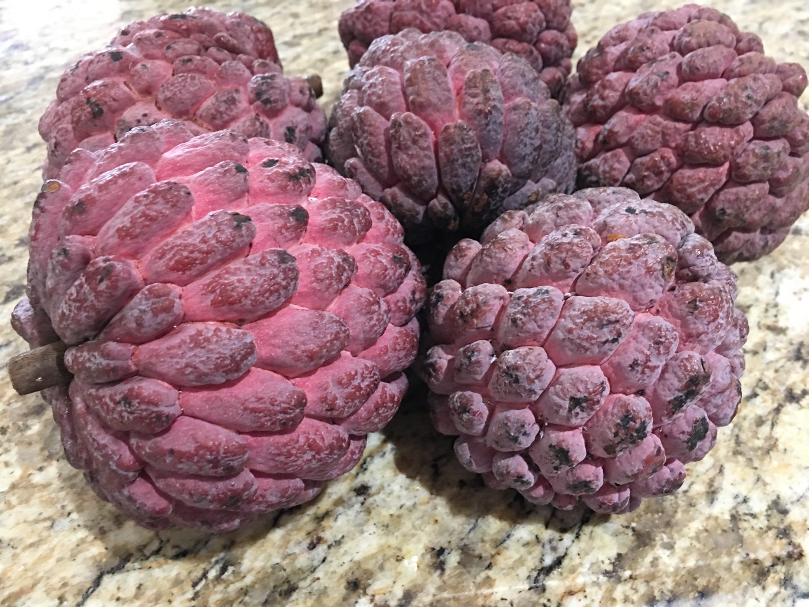 Annona Squamosa purple Purple Sugar Apple Seeds Red Anon - Etsy