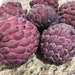 Annona Squamosa purple Purple Sugar Apple Seeds Red Anon Ref Sugar ...