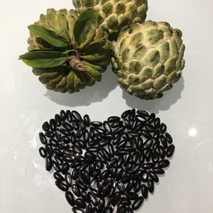 Annona Squamosa, Anon, Sugar Apple Seeds. - Etsy
