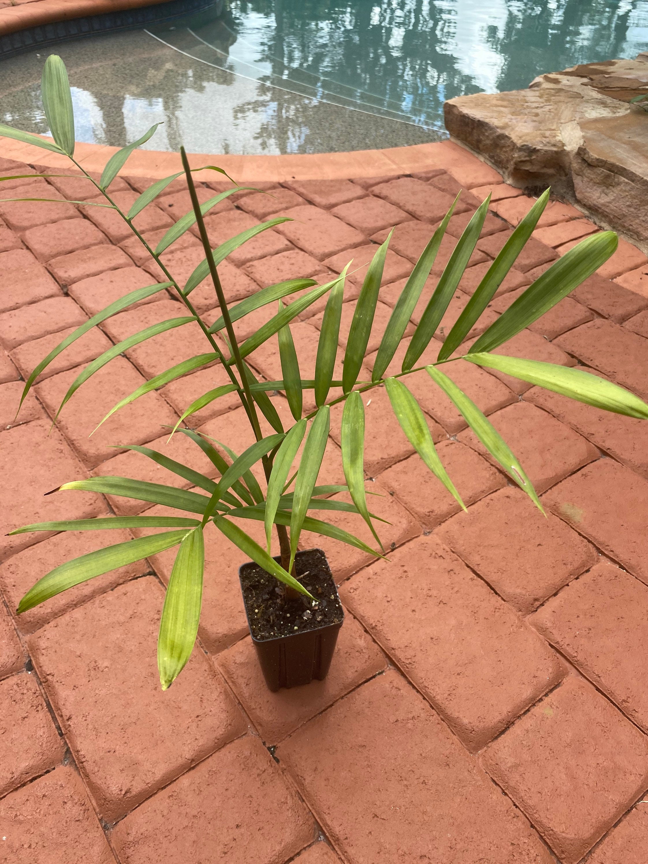 Chamaedorea Seifrizii Palm Bamboo Indoor or Outdoor Plant | Etsy