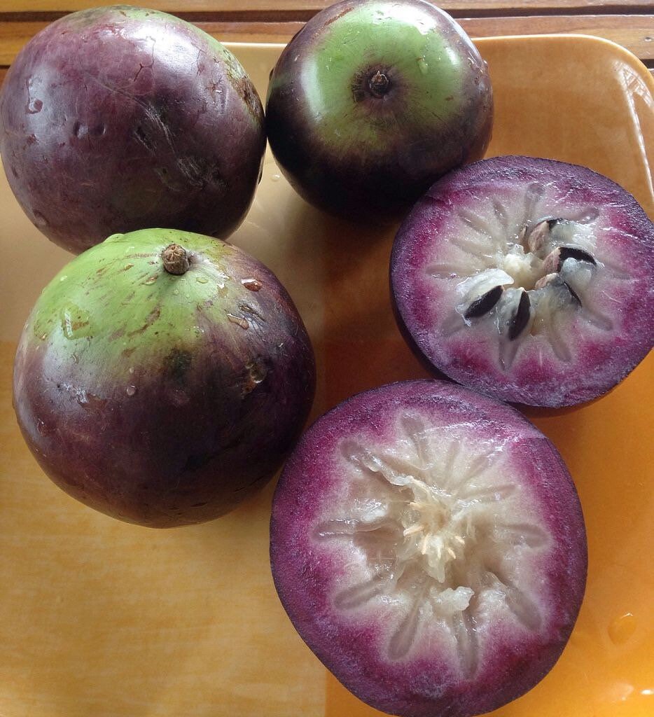 Caimito Purple Star Apple 5 Fresh Seeds Chrysophyllum | Etsy