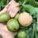 Spanish Lime SEEDS Guinep Melicoccus Bijugatus Mamoncillo Quenepa Fresh ...