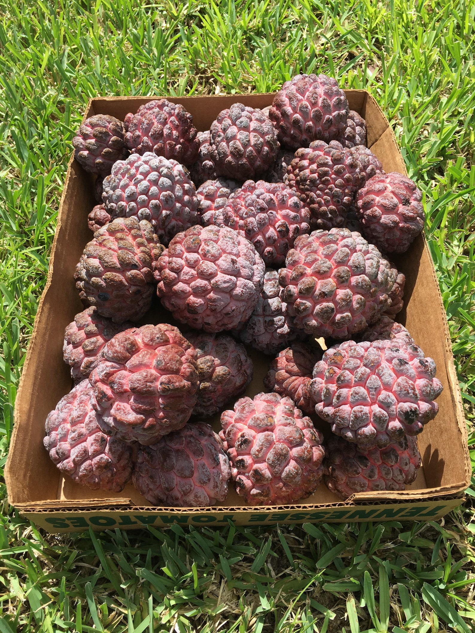 Annona Squamosa purple Purple Sugar Apple Seeds Red Anon - Etsy