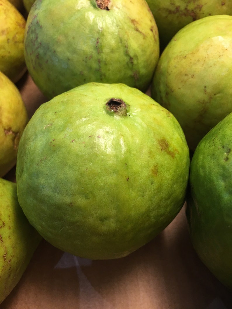 Red Guava, Psidium, Guajava, Guayaba 150 Seeds Organic Tropical From ...