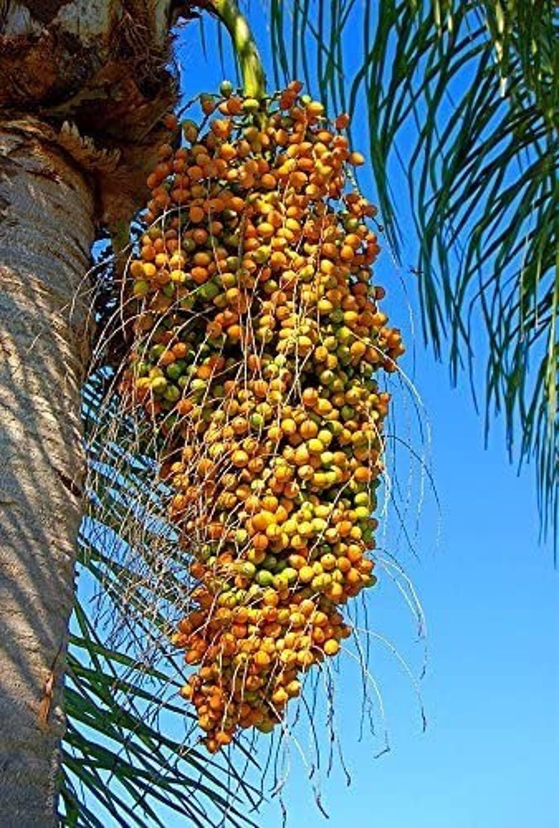 Queen Palm 30 Seeds Siagrus Romanzoffiana | Etsy