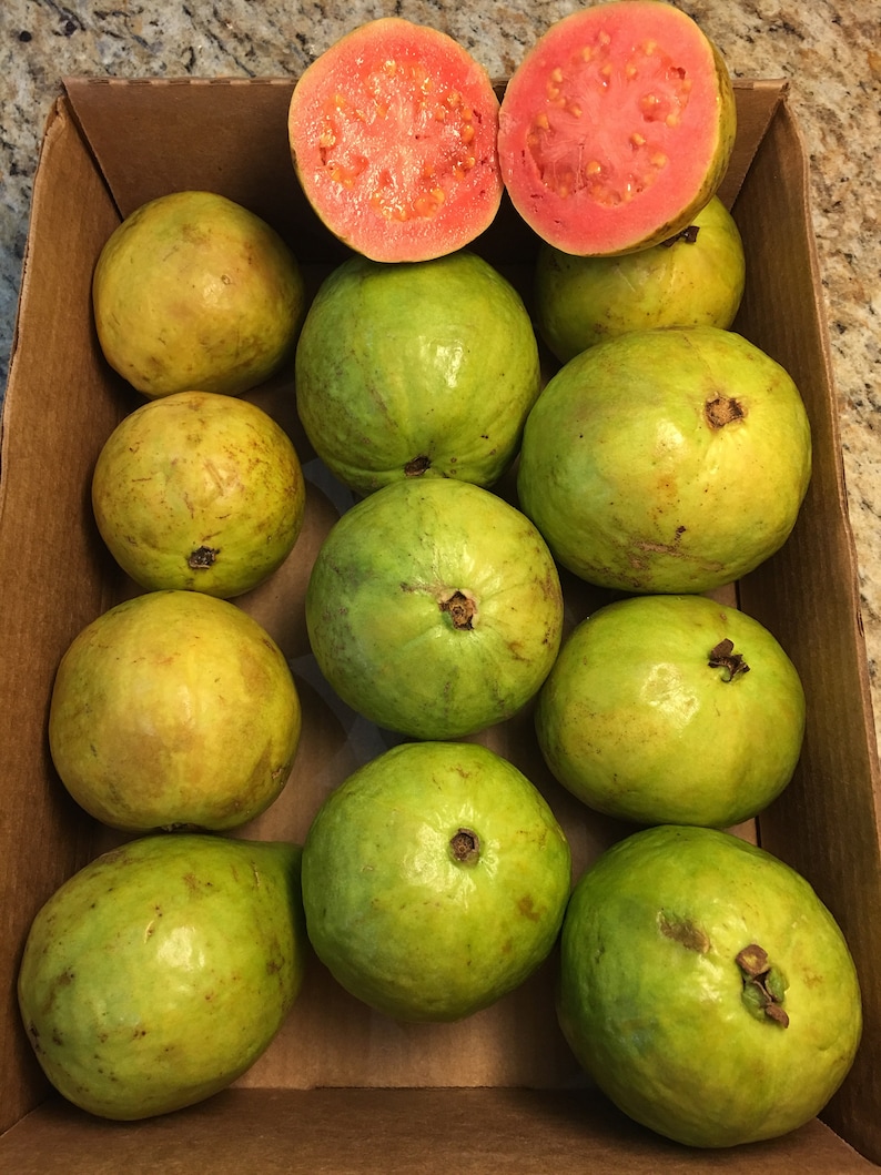 Red Guava, Psidium, Guajava, Guayaba 150 Seeds Organic Tropical From ...