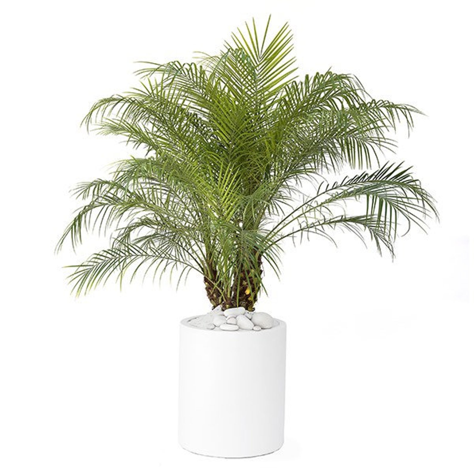 Pygmy Date Palm Dwarf Phoenix Roebelenii 200 Seeds Fresh - Etsy