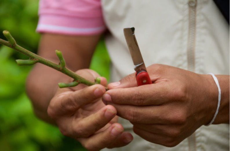 Avocado Tree Cuttings 5 Scions Fresh Cut and Organic 15” Long Message ...