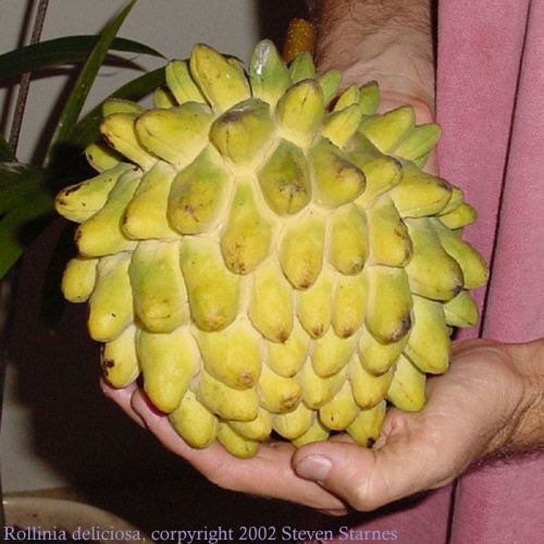 5 Rollinia Deliciosa Seeds Biriba Rollinia Mucosa Rare Tropical Fruit ...
