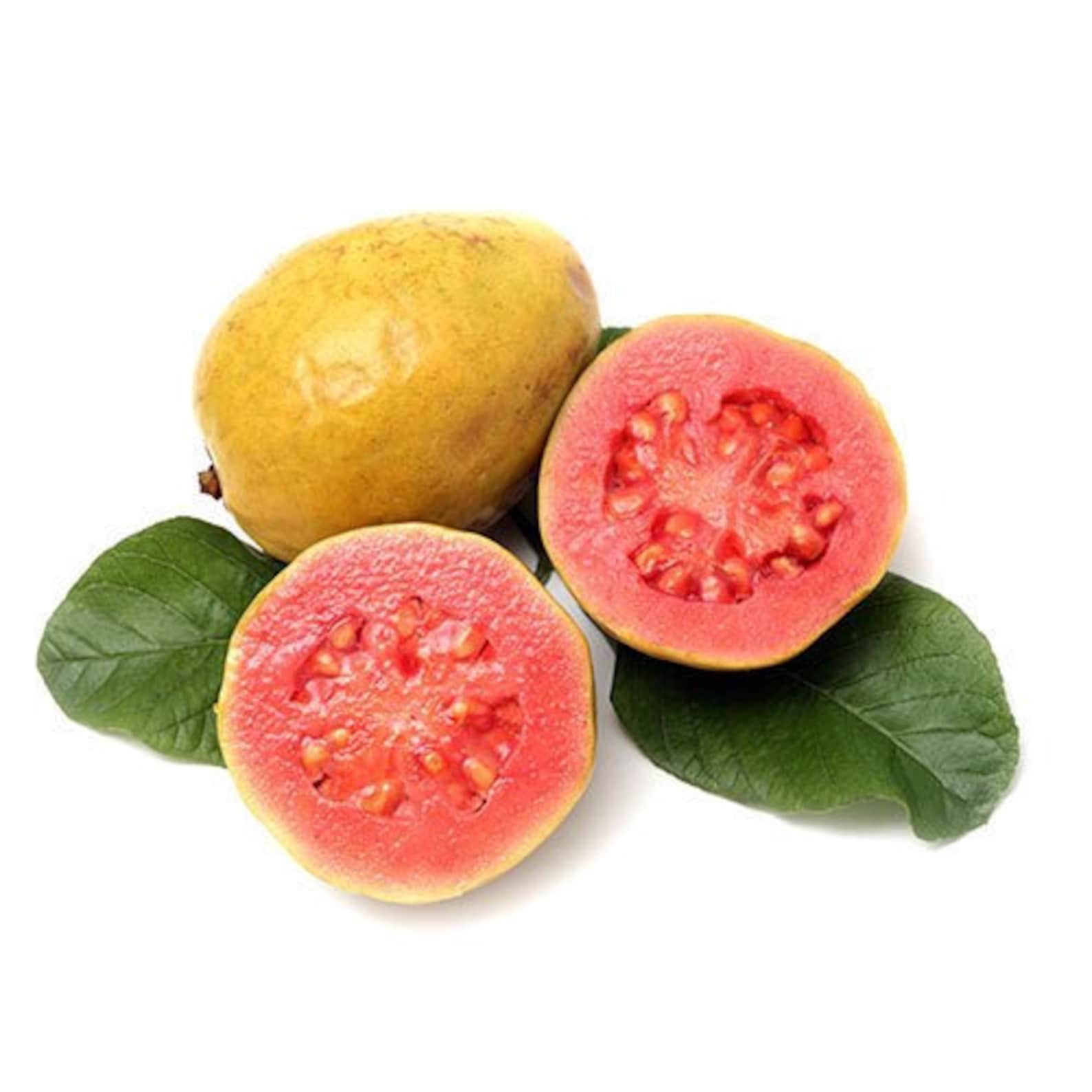 Red Guava and White Guava 100 Seeds Each Variety Fresh Seeds Organic ...