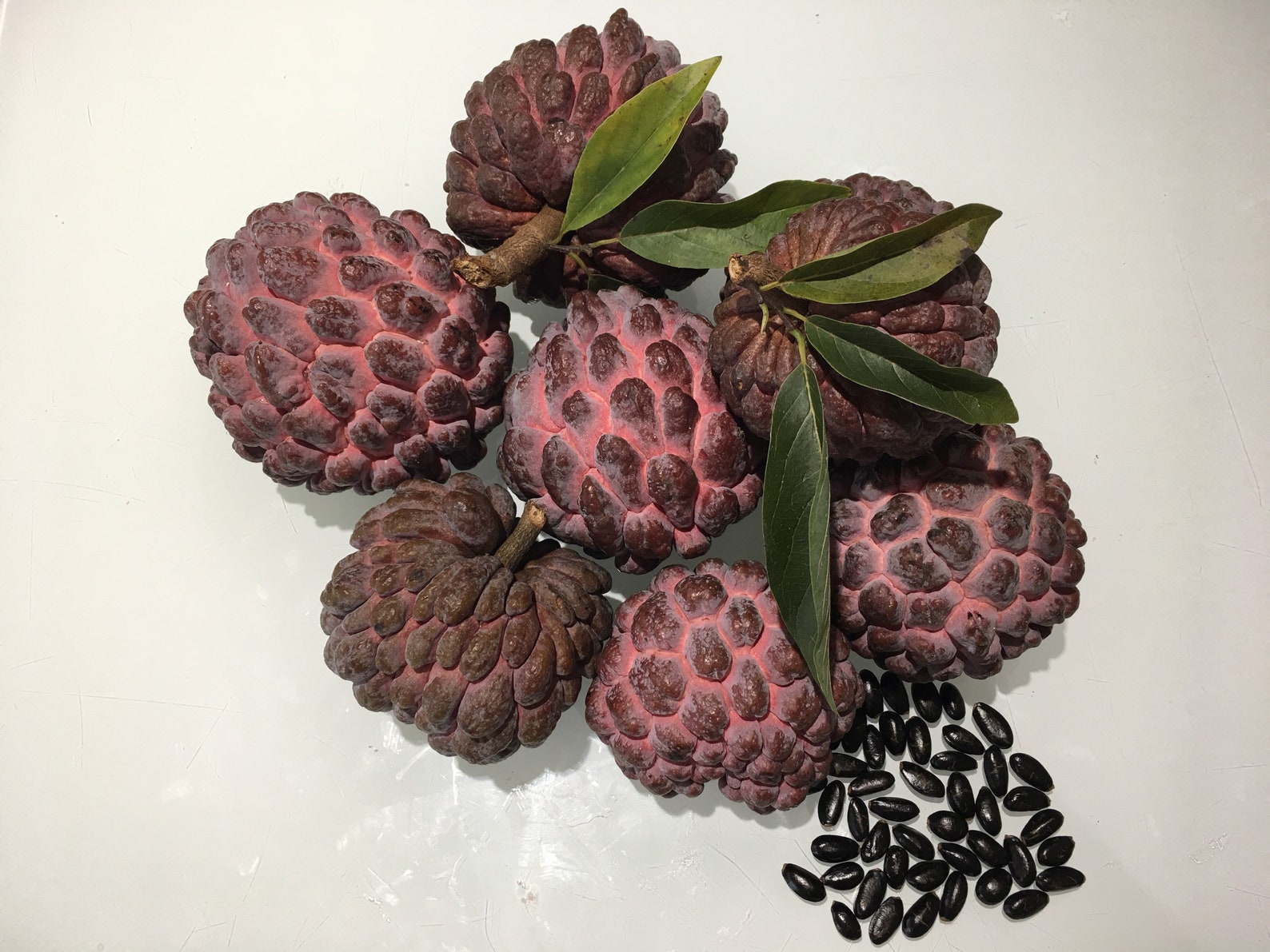Annona Squamosa purple Purple Sugar Apple Seeds Red Anon - Etsy