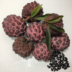 Annona Squamosa ‘purple’ - Purple Sugar Apple Seeds Red Anon Ref Sugar ...