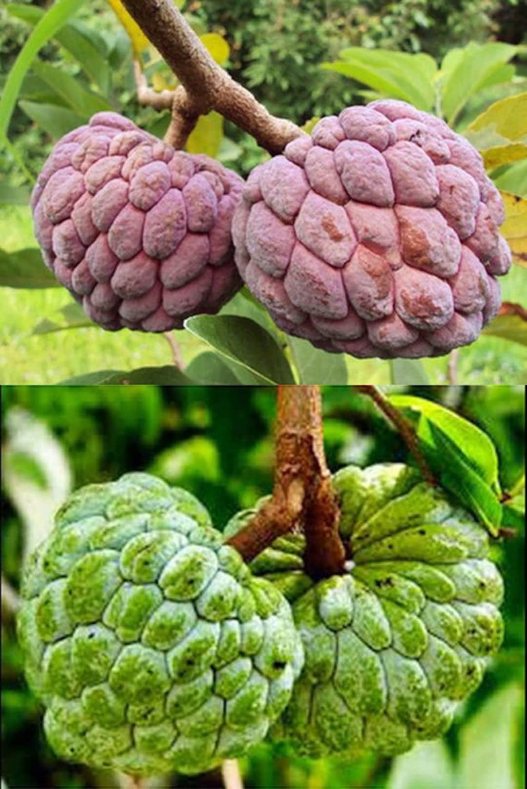 Red Sugar Apple & Green Sugar Apple 10 Seeds Each Varieties Big Seeds ...