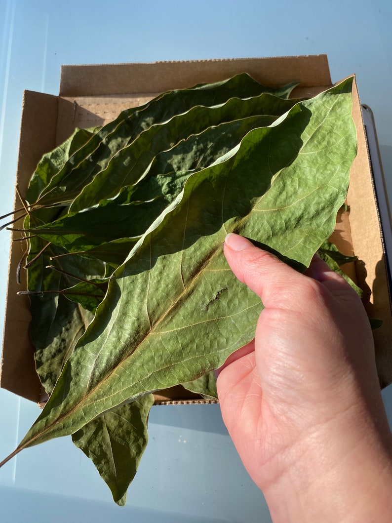Dried Avocado Leaves 100% Organic - Etsy
