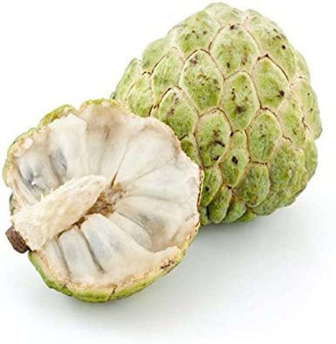 Sugar Apple 100 Seeds - Etsy
