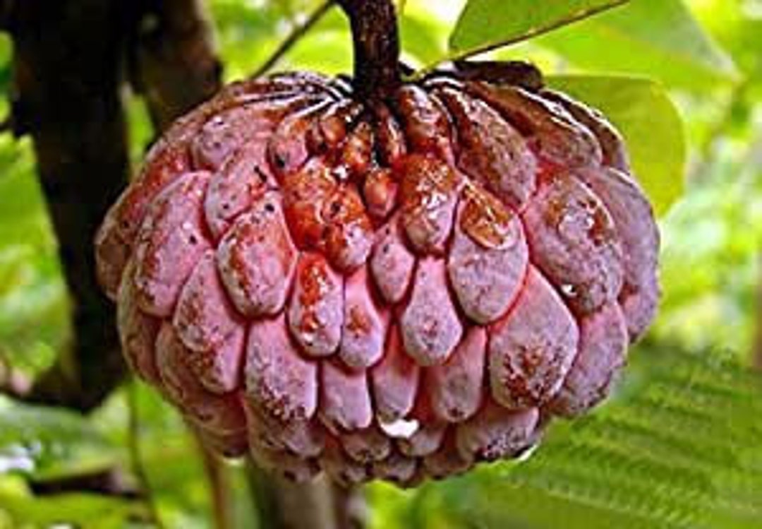 Annona Squamosa ‘purple’ - Purple Sugar Apple Seeds Red Anon Ref Sugar ...