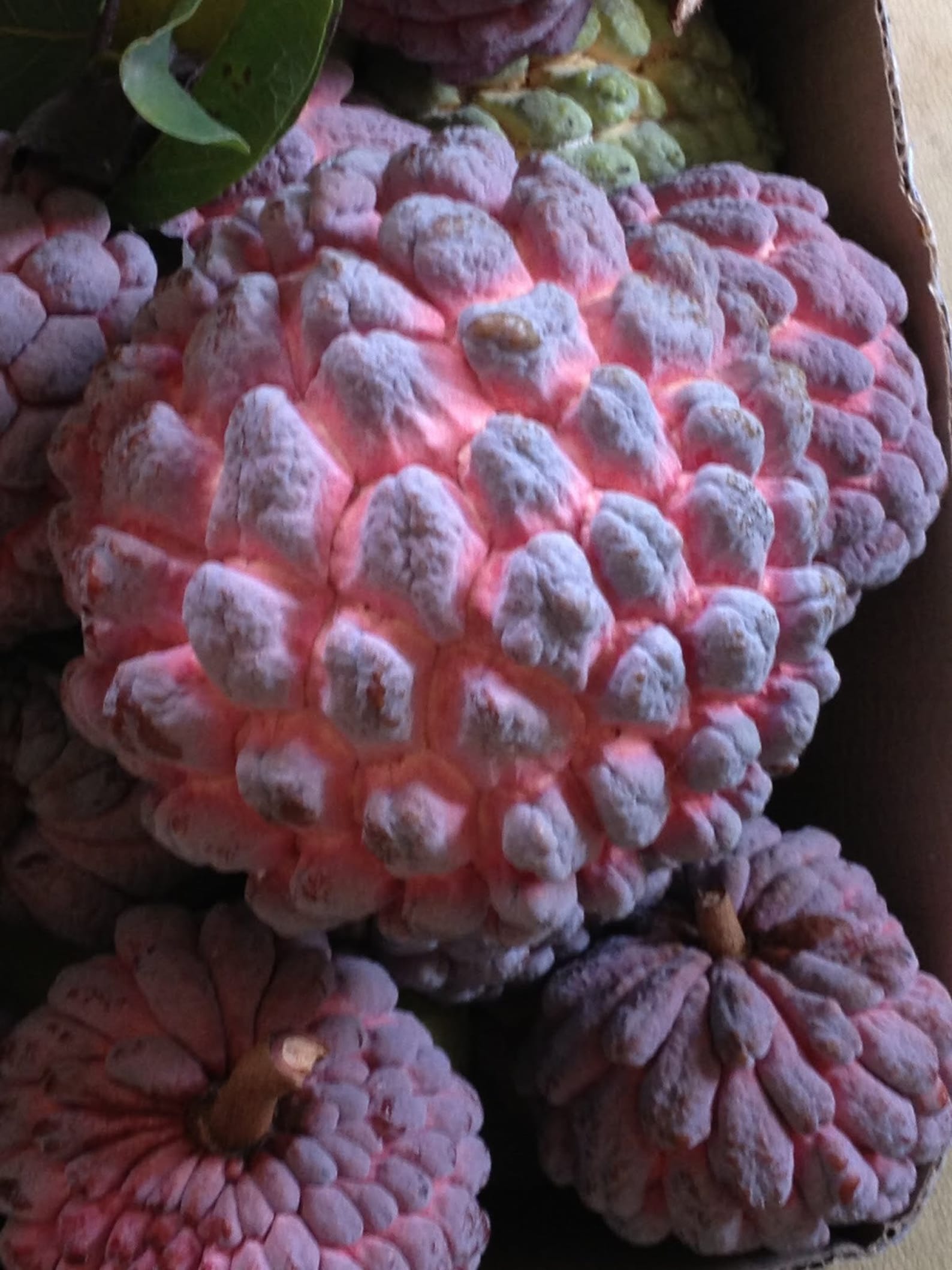 Red Sugar Apple & Green Sugar Apple 10 Seeds Each Varieties - Etsy