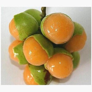 Spanish Lime SEEDS Guinep Melicoccus Bijugatus Mamoncillo Quenepa Fresh ...