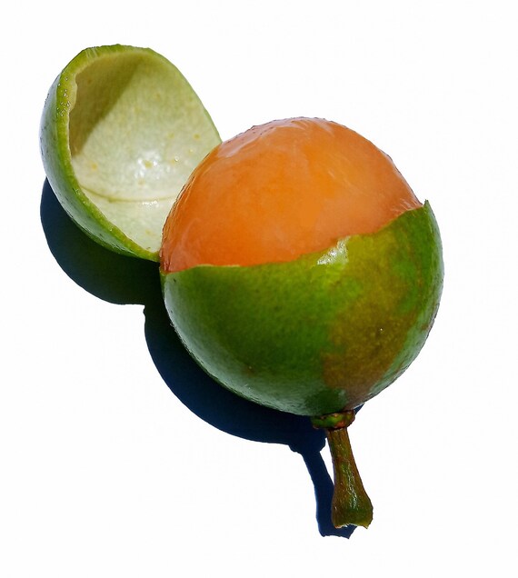 Spanish Lime
