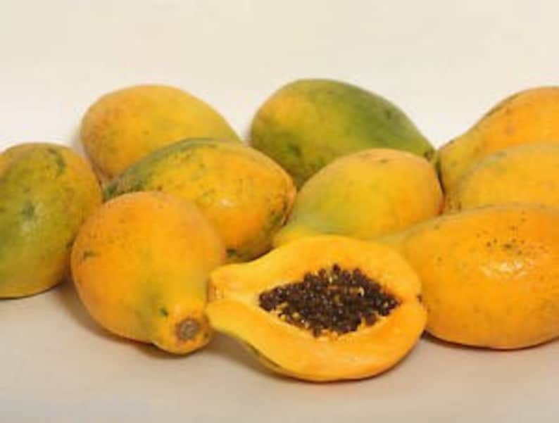 Golden Dwarf Papaya 100 Seeds From Brasil. - Etsy