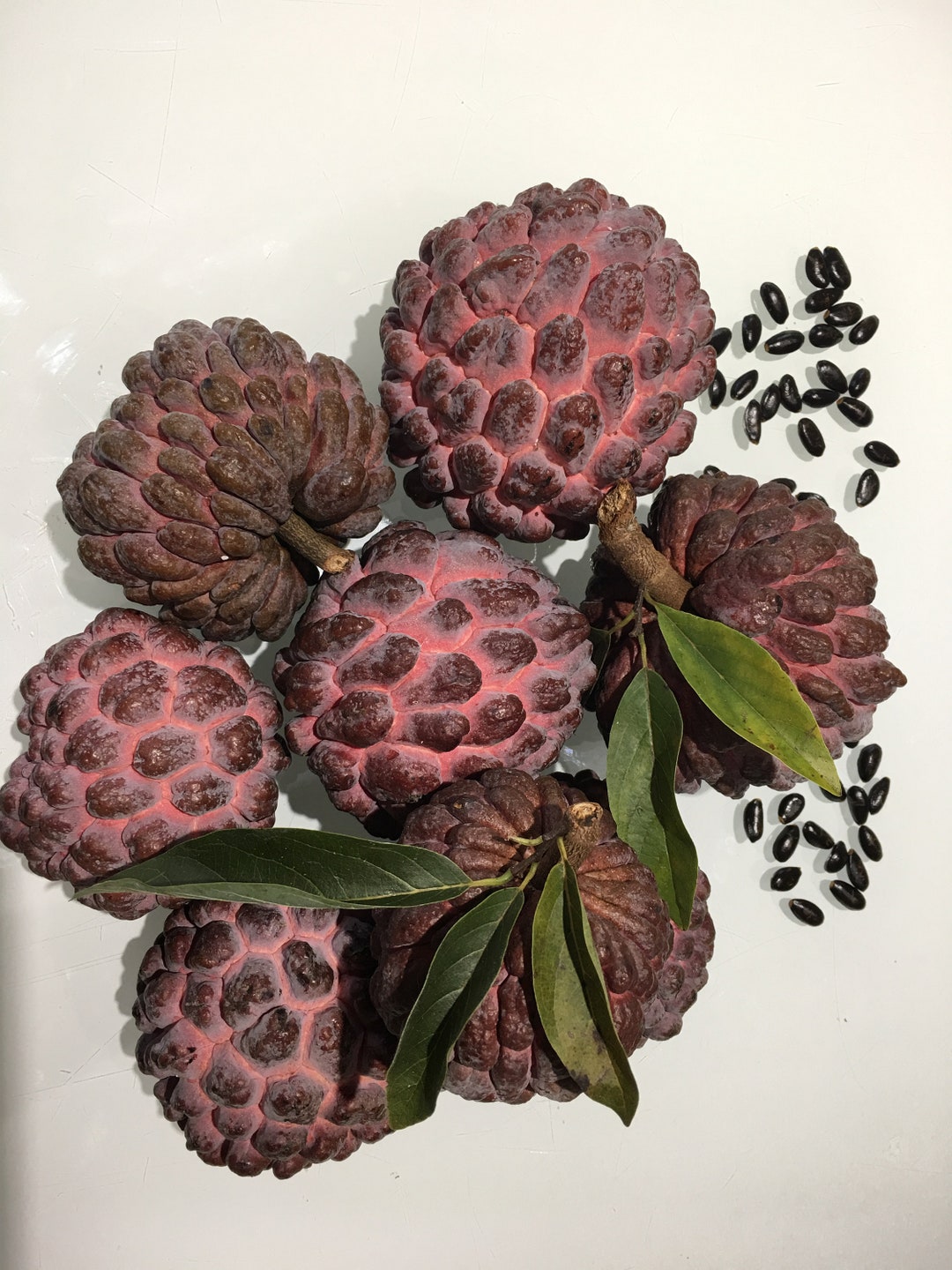 Annona Squamosa Purple Sugar Apple Sweetsops Anon 30 Seeds Organic - Etsy